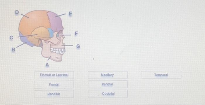 Solved Use the diagram to match the bones of the skull: | Chegg.com