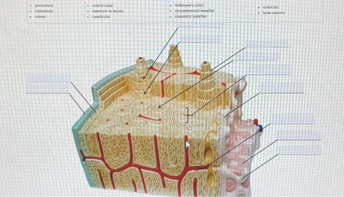 Solved . periosteum endosteum osteon central canal osteocyte | Chegg.com