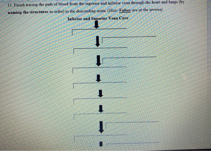 Solved 11. Finish tracing the path of blood from the | Chegg.com