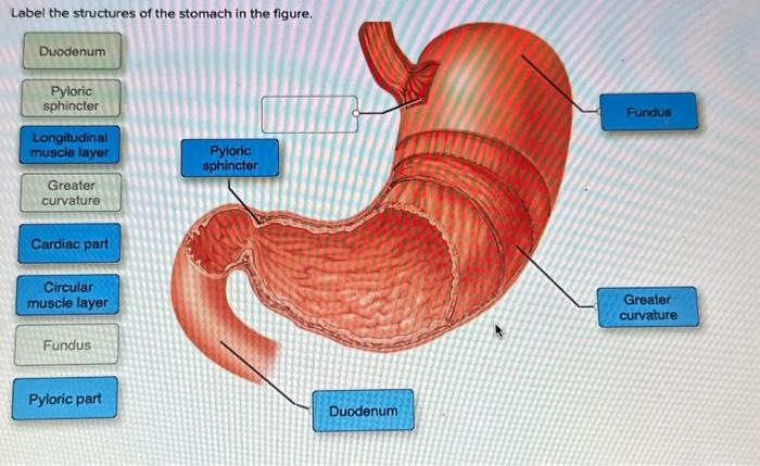 Solved Label the structures of the stomach in the figure. | Chegg.com