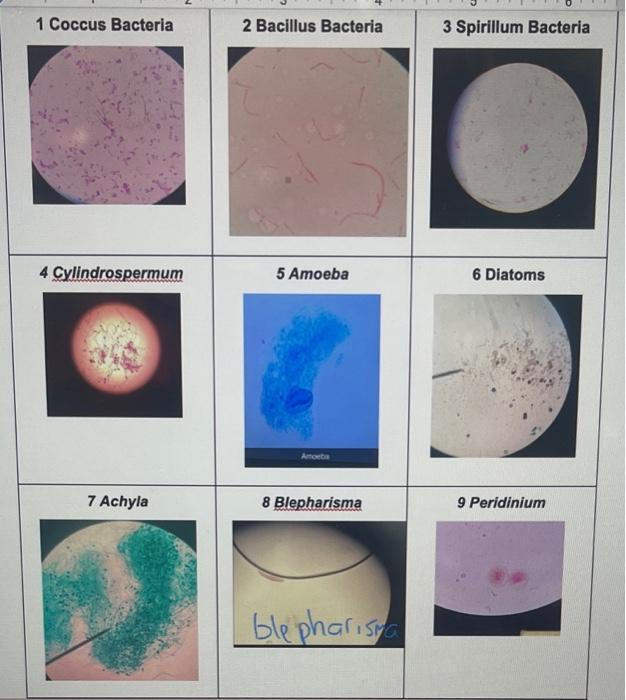 Solved 1c 4cby classifying 15 specimens from lab into the | Chegg.com