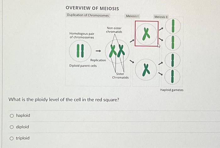 Solved What is the ploidy level of the cell in the red | Chegg.com