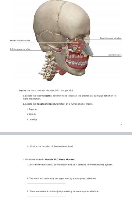 Solved Superior nasal concha Middle nasal concha Interior al | Chegg.com