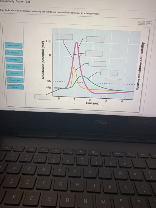 Solved ling Activity: Figure 16.11 Drag the labels onto the | Chegg.com