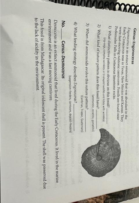 Genus: Engonoceras Engonoceras is an extinct ammonoid | Chegg.com