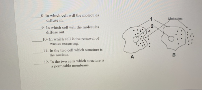 Solved Molecules 8- In which cell will the molecules diffuse | Chegg.com