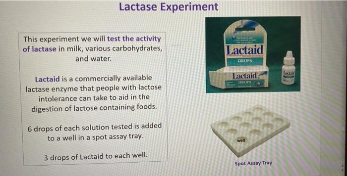 Solved Lactase Experiment This experiment we will test the | Chegg.com
