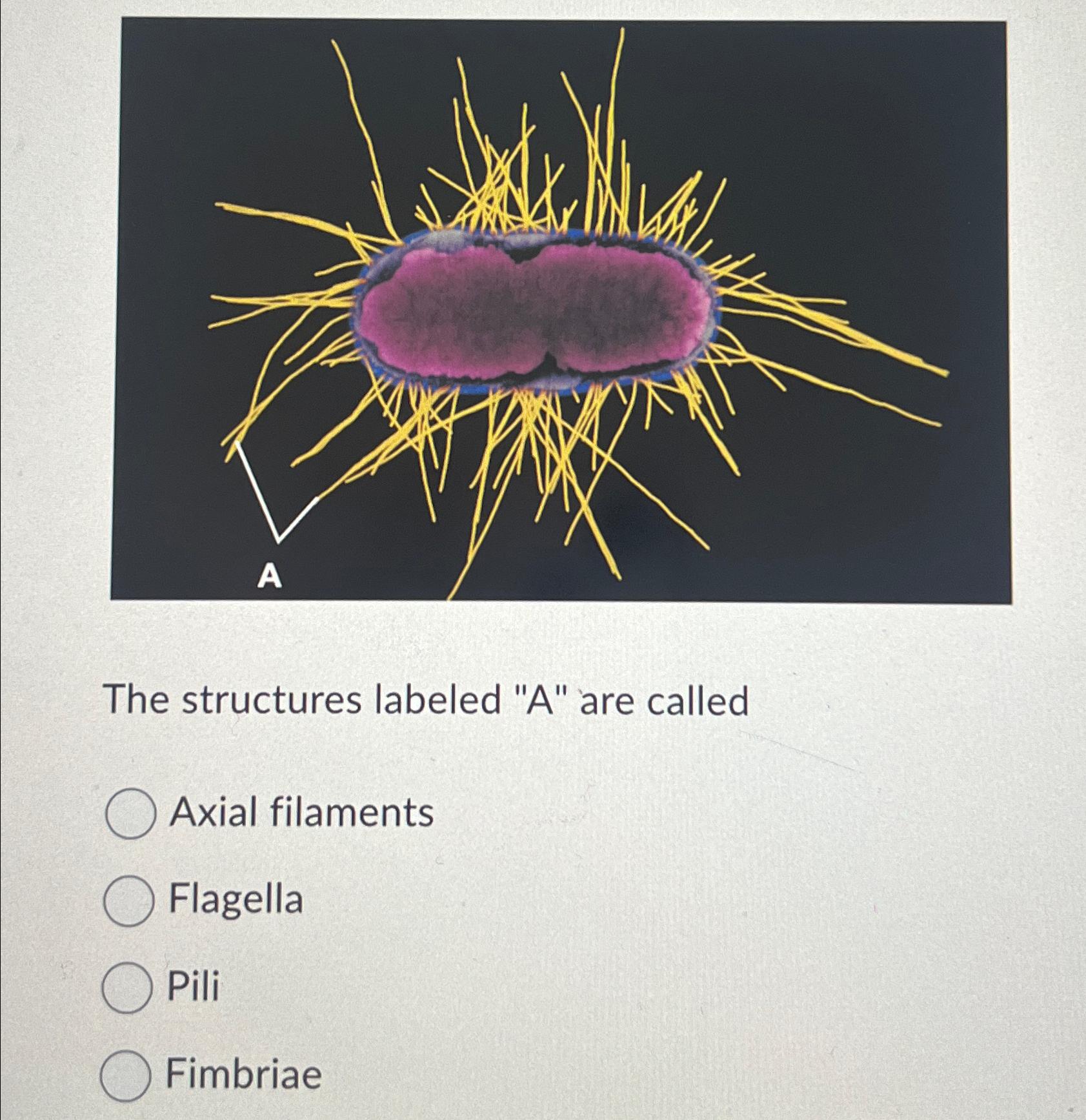 Solved The structures labeled " A " ﻿are calledAxial | Chegg.com