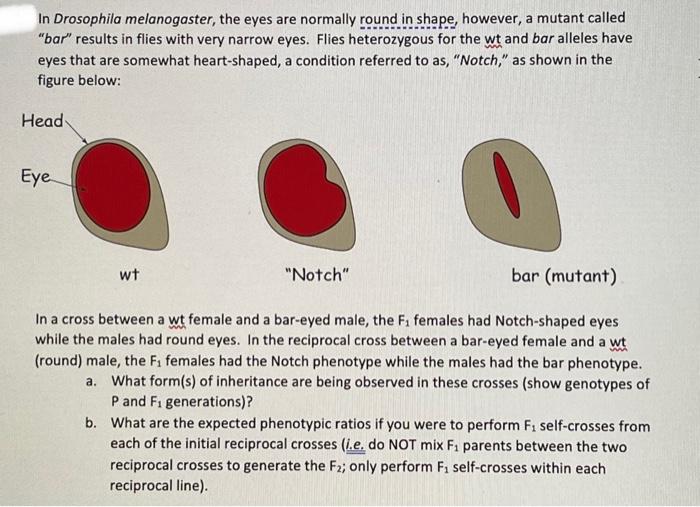 Solved In Drosophila melanogaster, the eyes are normally | Chegg.com