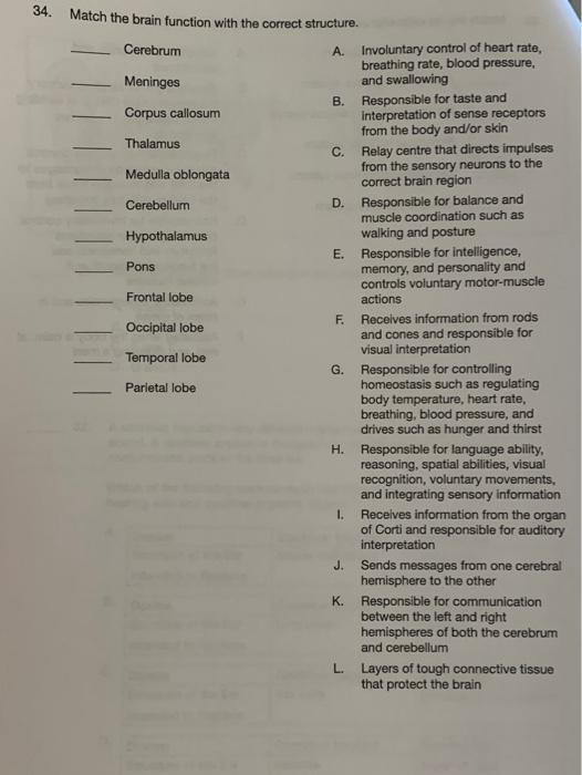 Solved 34. Match the brain function with the correct | Chegg.com