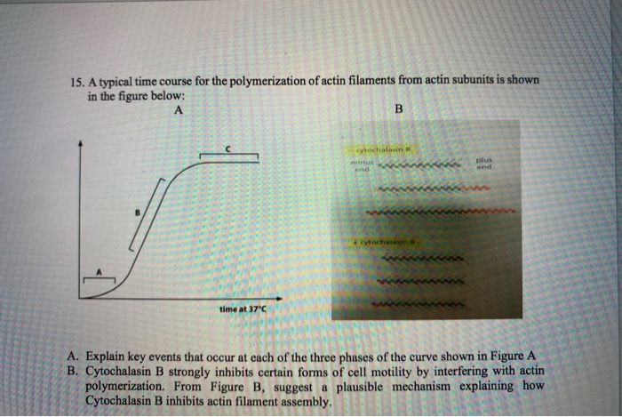 Solved 15 A Typical Time Course For The Polymerization Of