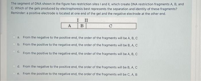 Solved The segment of DNA shown in the figure has | Chegg.com