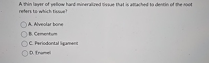 A thin layer of yellow hard mineralized tissue that | Chegg.com