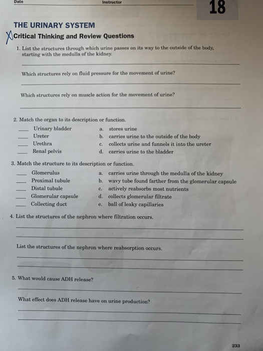 Solved Date Instructor THE URINARY SYSTEM X/Critical | Chegg.com