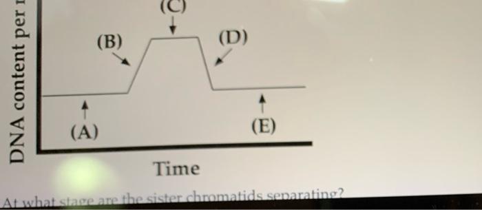 Solved graph of dna content per nucleus versus time1) what | Chegg.com