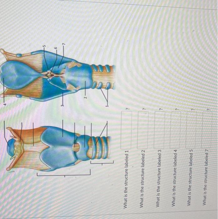 Solved What is the structure labeled 1 ? What is the | Chegg.com