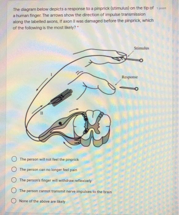 Solved The diagram below depicts a response to a pinprick | Chegg.com