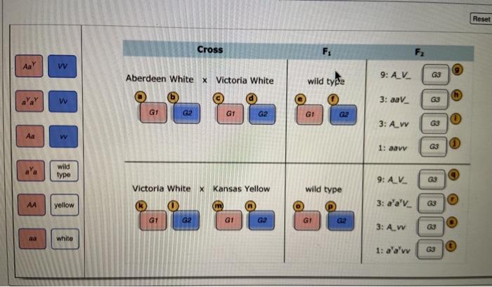 Solved Part D - Assembling a genetic model Based on your | Chegg.com