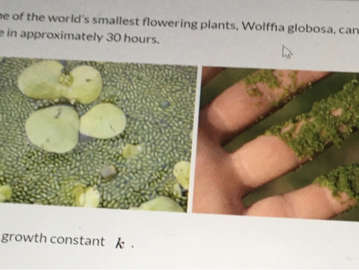 me of the world's smallest flowering plants, Wolffia | Chegg.com
