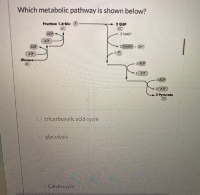 Solved Which metabolic pathway is shown below? Fructon 16 | Chegg.com