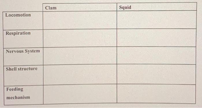 Solved Clam Squid Locomotion Respiration Nervous System | Chegg.com