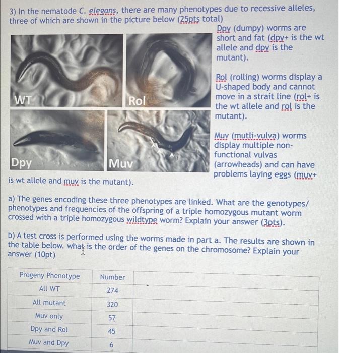 Solved 3) In the nematode C. elegans, there are many | Chegg.com