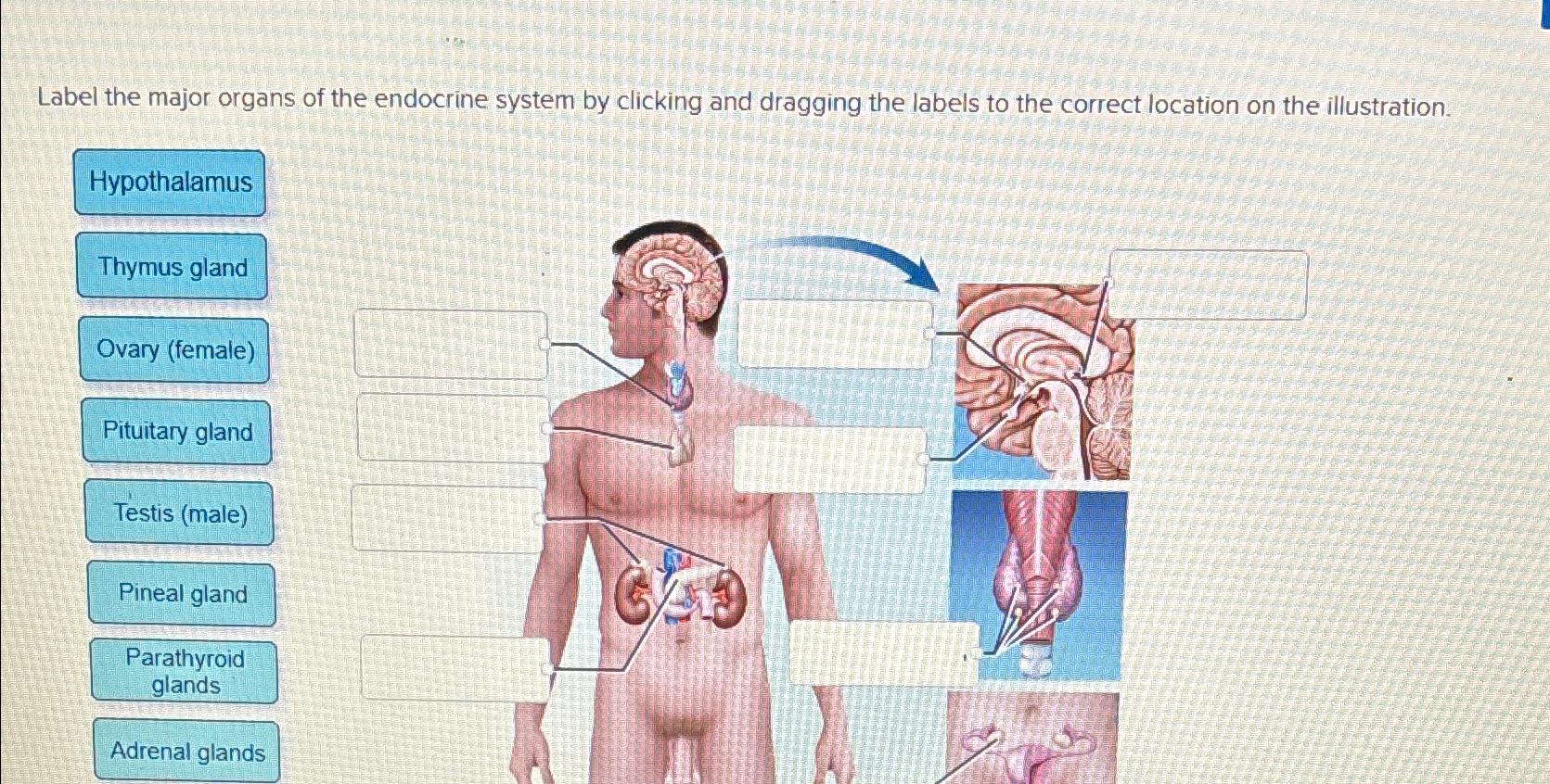 Solved Label the major organs of the endocrine system by | Chegg.com Solved Label the major organs of the endocrine system by | Chegg.com