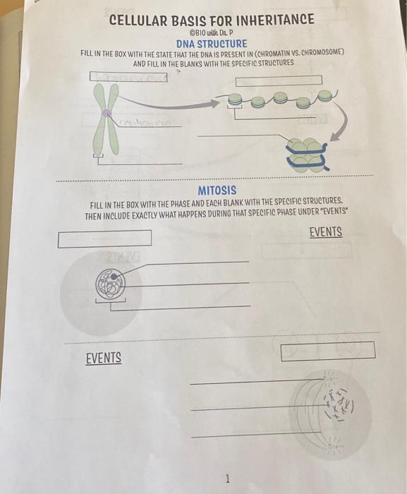 CELLULAR BASIS FOR INHERITANCE धBI0 with DaP DNA | Chegg.com