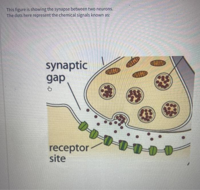 Solved This figure is showing the synapse between two | Chegg.com