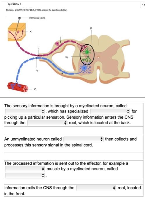 Solved QUESTION S Consider a SOMATIC REFLEX ARC to answer | Chegg.com