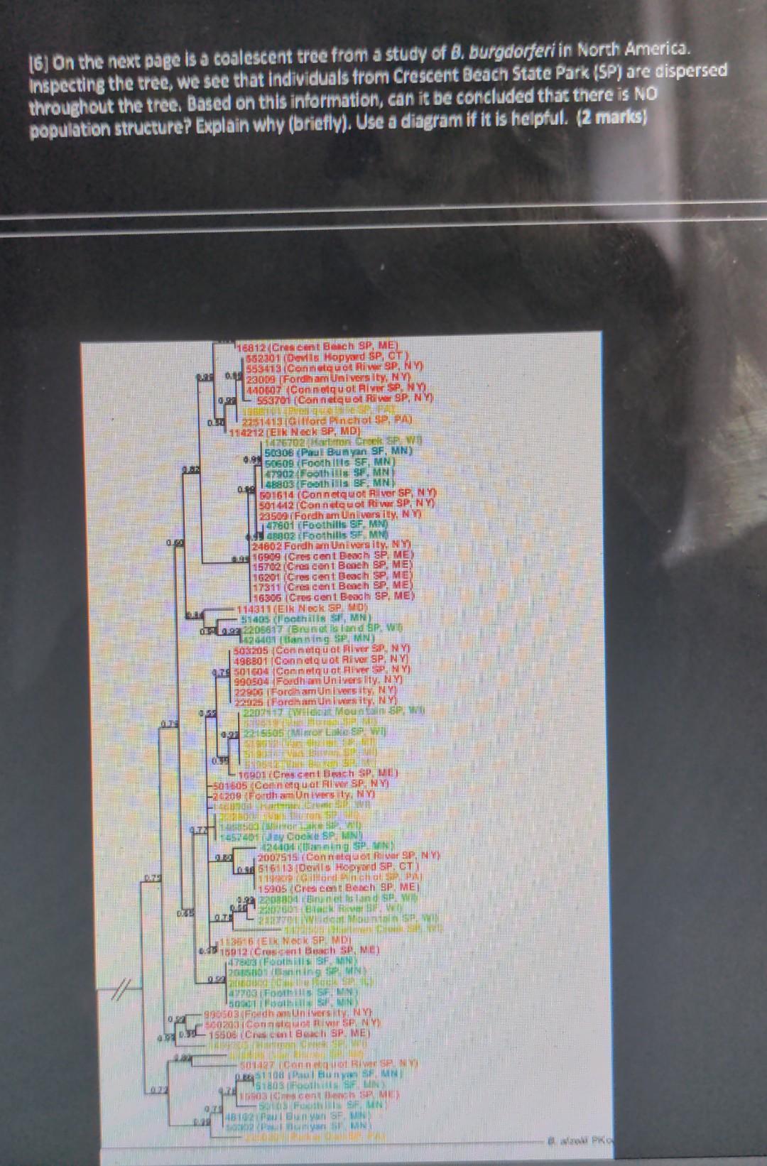 16) On the next page is a coalescent tree from a | Chegg.com