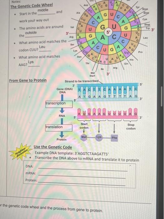 Solved Notes: The Genetic Code Wheel middle • Start in the @ | Chegg.com