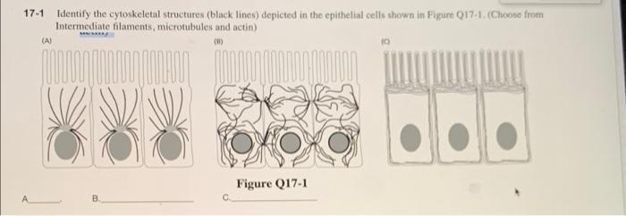 Solved 17.1 Identify the cytoskeletal structures (black | Chegg.com