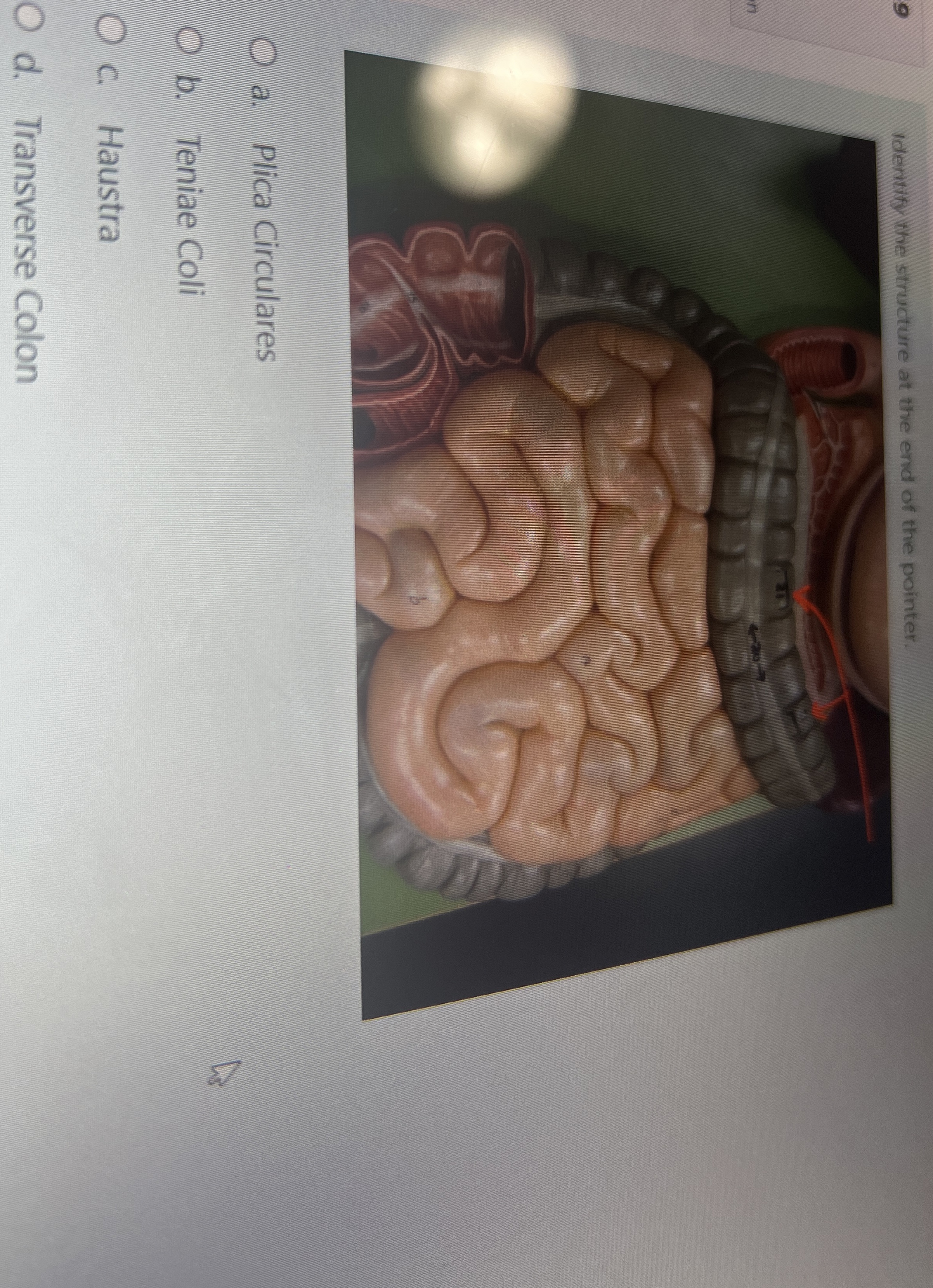 Solved Identify the structure at the end of the pointer.a. | Chegg.com