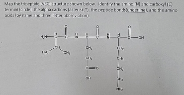 Map the tripeptide (VEC] ﻿structure shown below. | Chegg.com