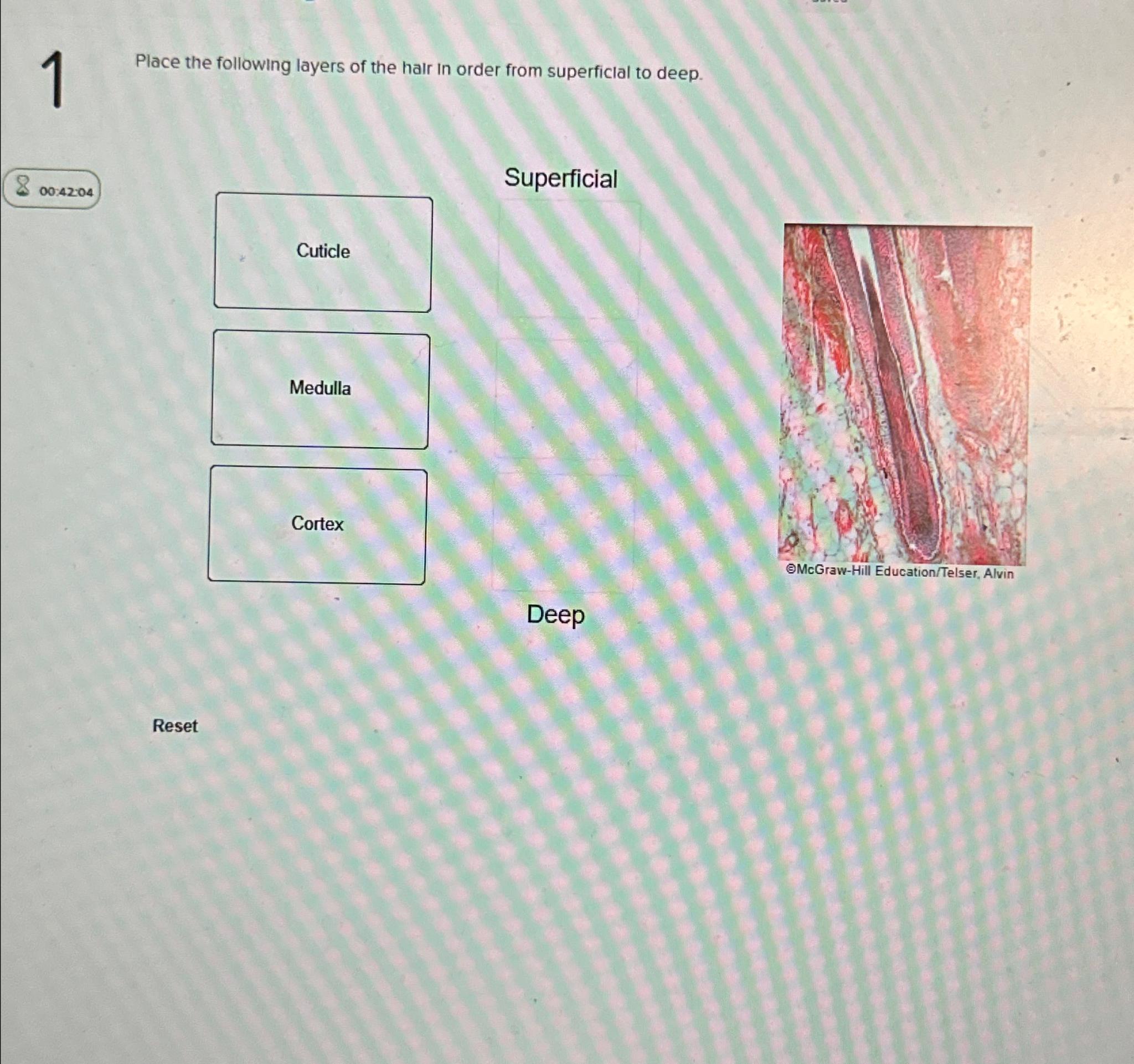 Solved 1 ﻿Place the following layers of the hair in order | Chegg.com