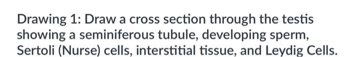 Solved Drawing 1: Draw a cross section through the testis | Chegg.com