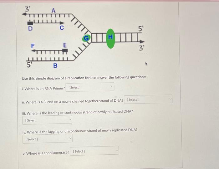 Solved Use this simple diagram of a replication fork to | Chegg.com