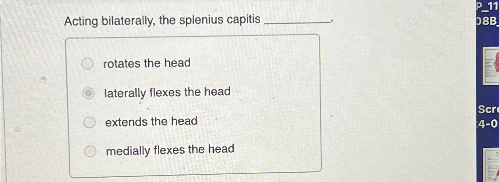 Solved Acting bilaterally, the splenius capitisrotates the | Chegg.com