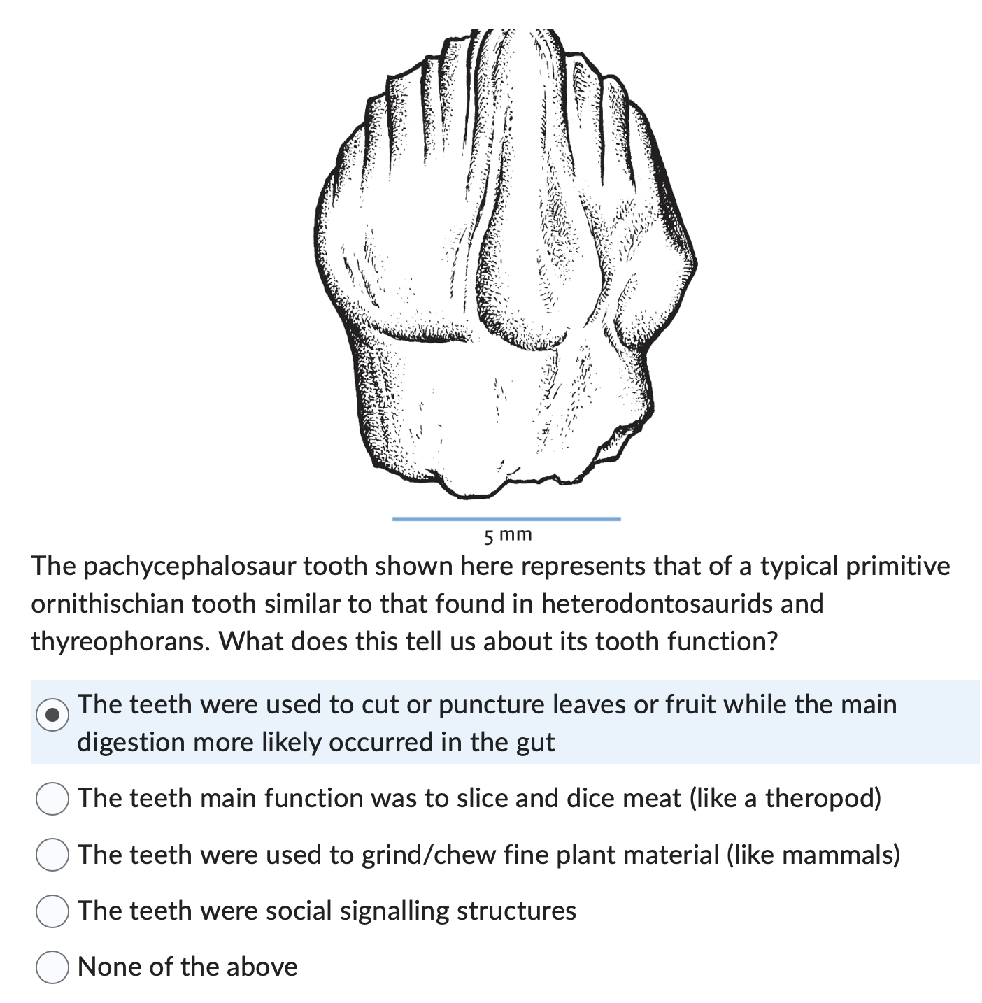 Solved The pachycephalosaur tooth shown here represents that | Chegg.com