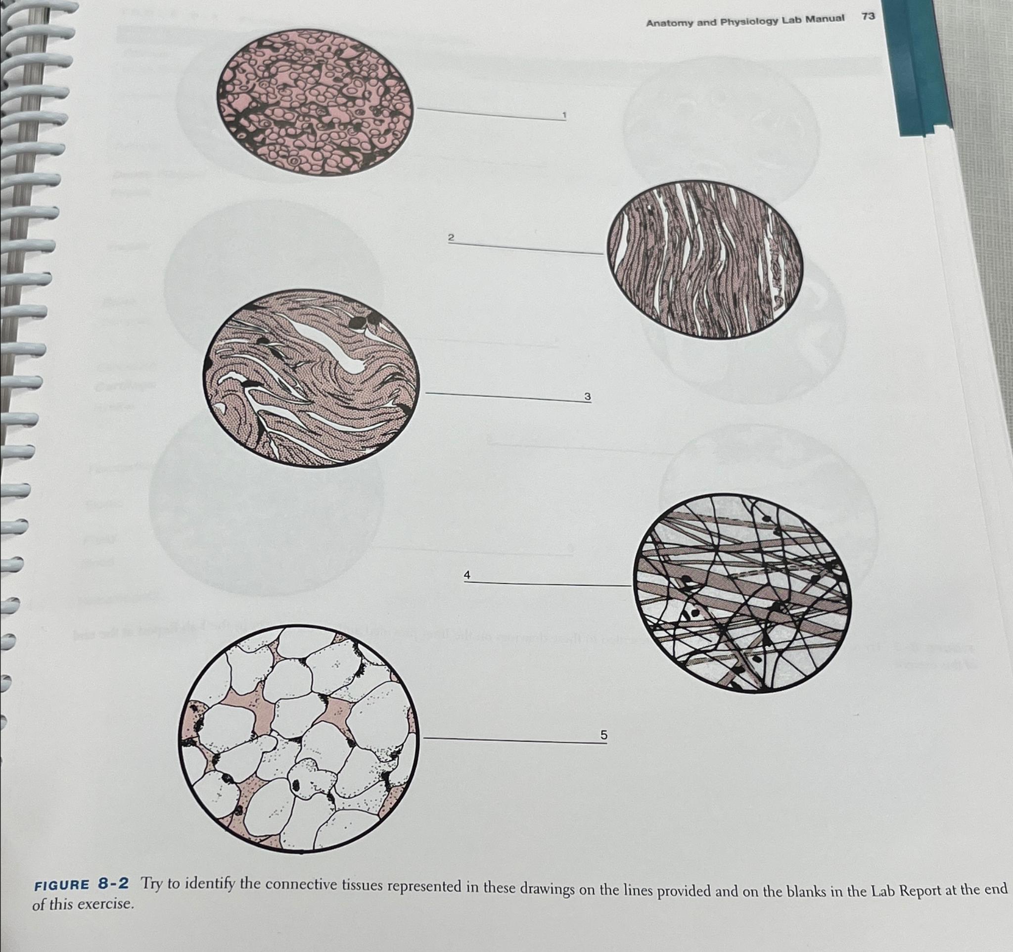 Solved Anatomy and Physiology Lab Manual734FIGURE 8-2 ﻿Try | Chegg.com