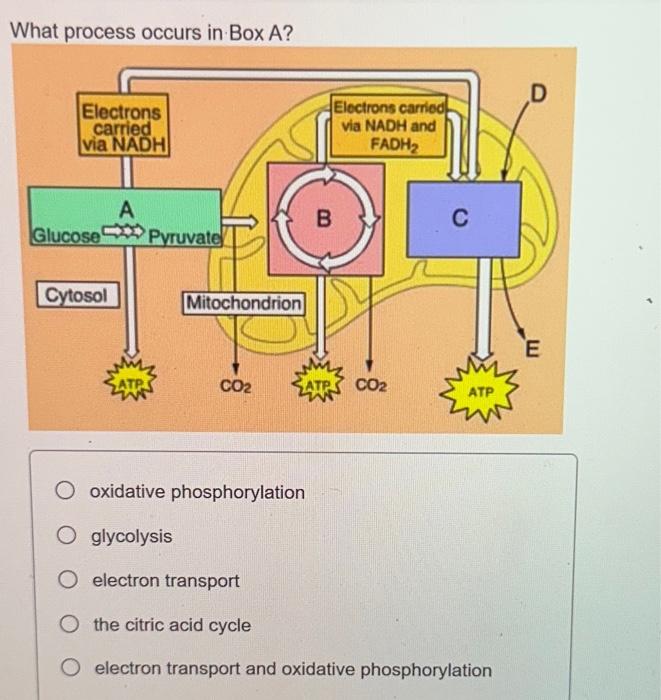 Solved What process occurs in Box A? Electrons carried via | Chegg.com
