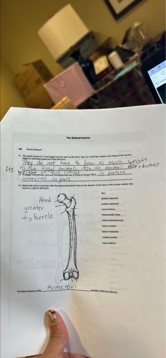 Solved its 108 Review Sheet 9 The Skeletal System 11. The | Chegg.com