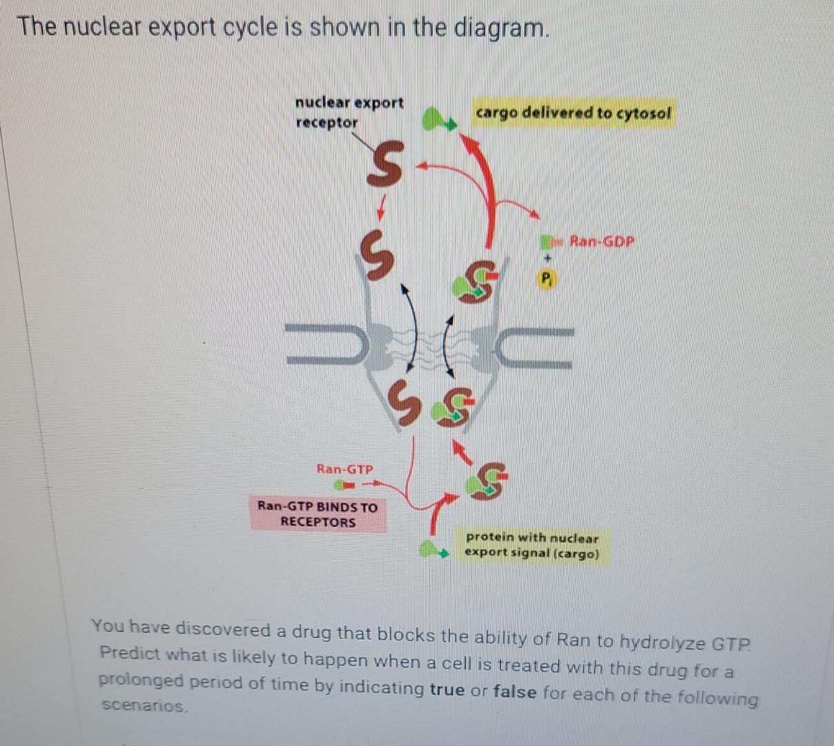 Solved The nuclear export cycle is shown in the diagram. You | Chegg.com