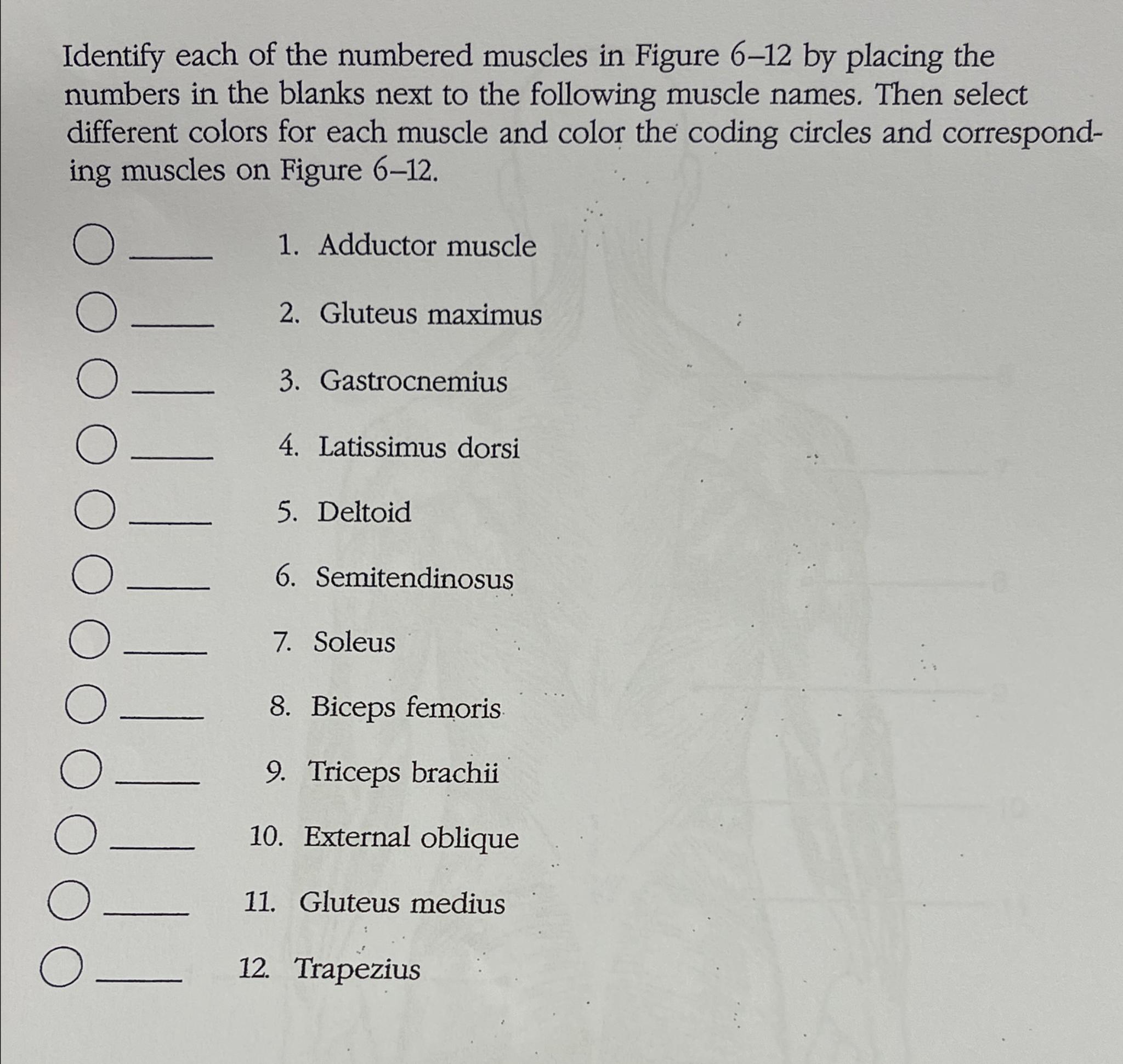 Solved Identify each of the numbered muscles in Figure 6-12 | Chegg.com