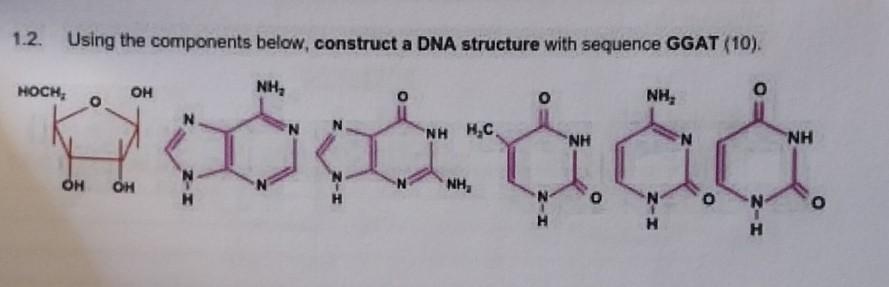 1.2. Using the components below, construct a DNA | Chegg.com