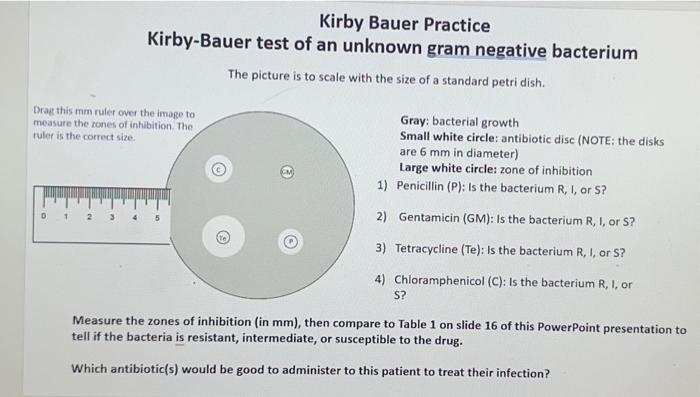 Solved Kirby Bauer Practice Kirby-Bauer test of an unknown | Chegg.com