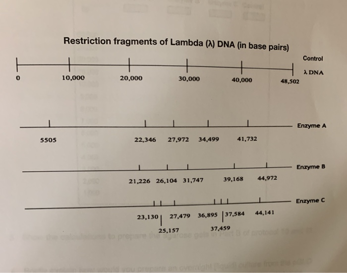 Solved 2. The following restriction enzymes were used to cut | Chegg.com