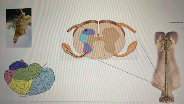 Solved please answer all questions and show the pathway to | Chegg.com
