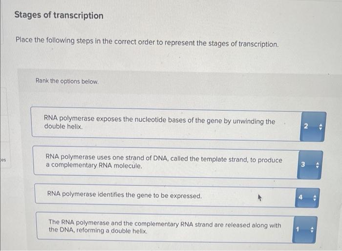 Solved Stages of transcription Place the following steps in | Chegg.com